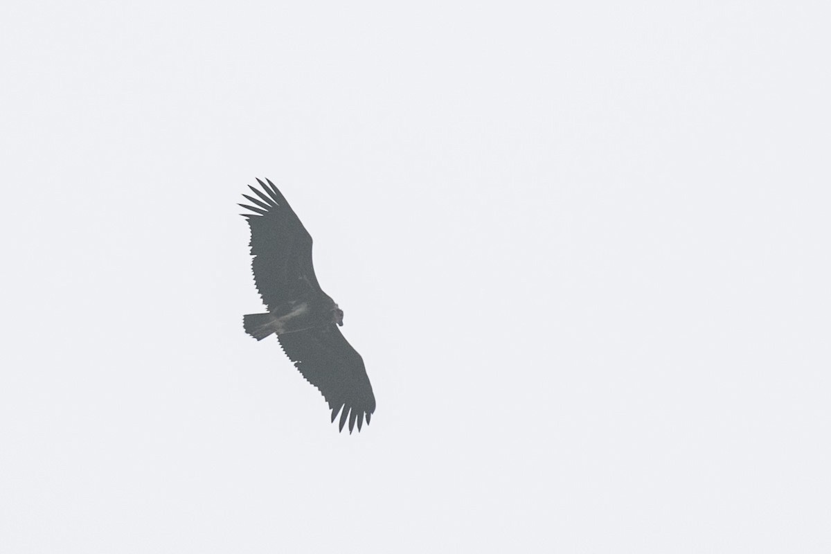 eBird India Checklist - 7 Jan 2024 - Tala, Madhya Pradesh - 32 species