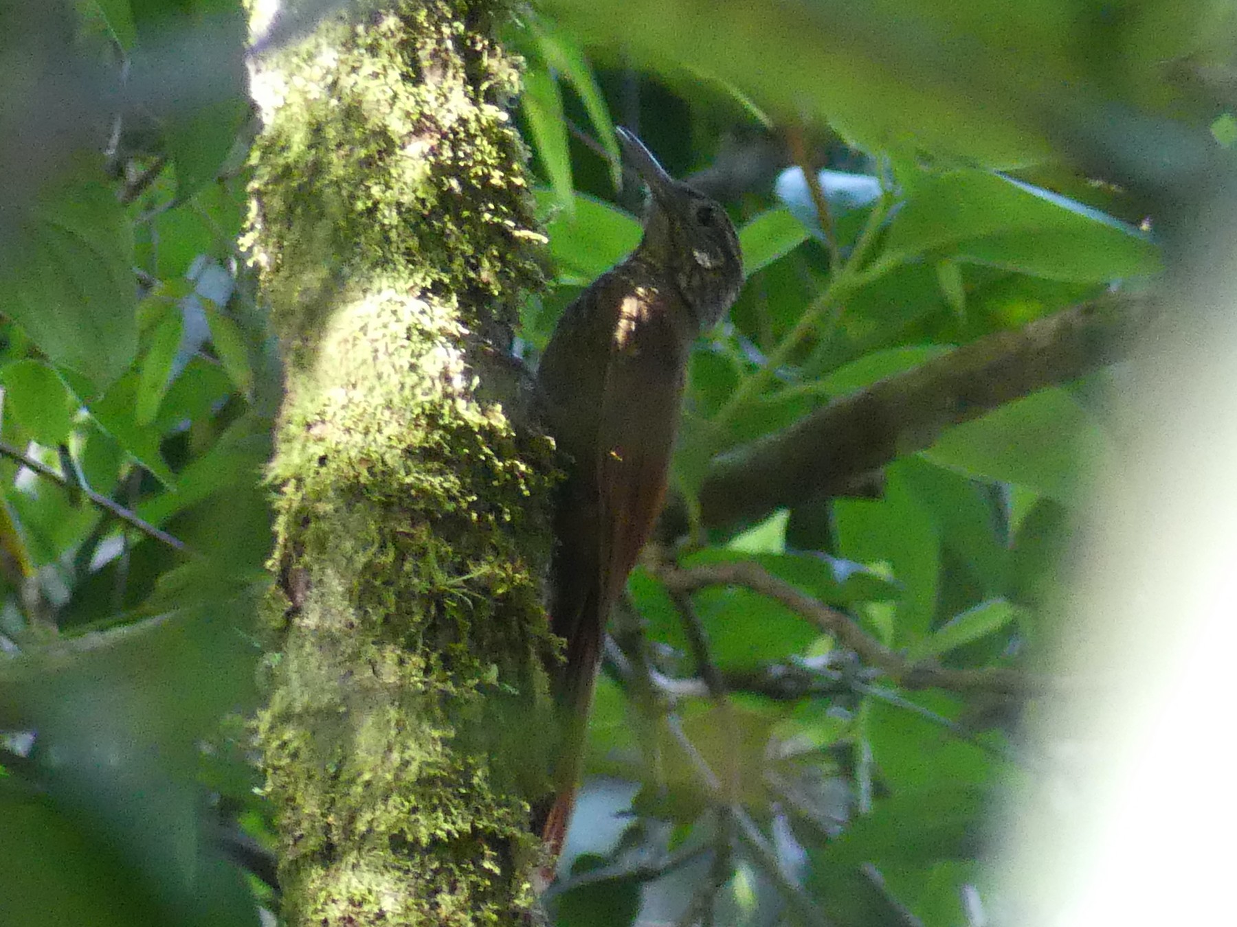 Yungas Woodcreeper (undescribed form) - eBird