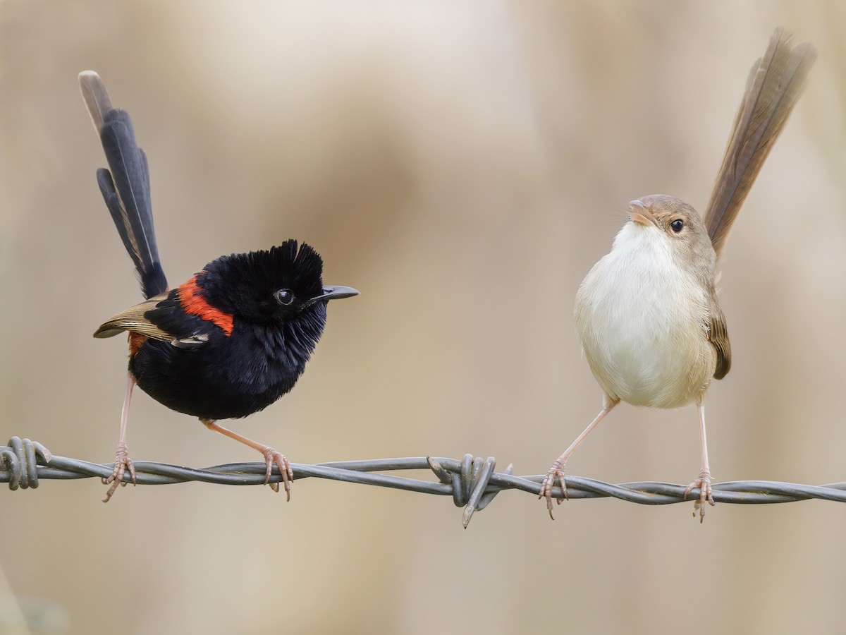 Red-backed Fairywren - Malurus melanocephalus - Birds of the World