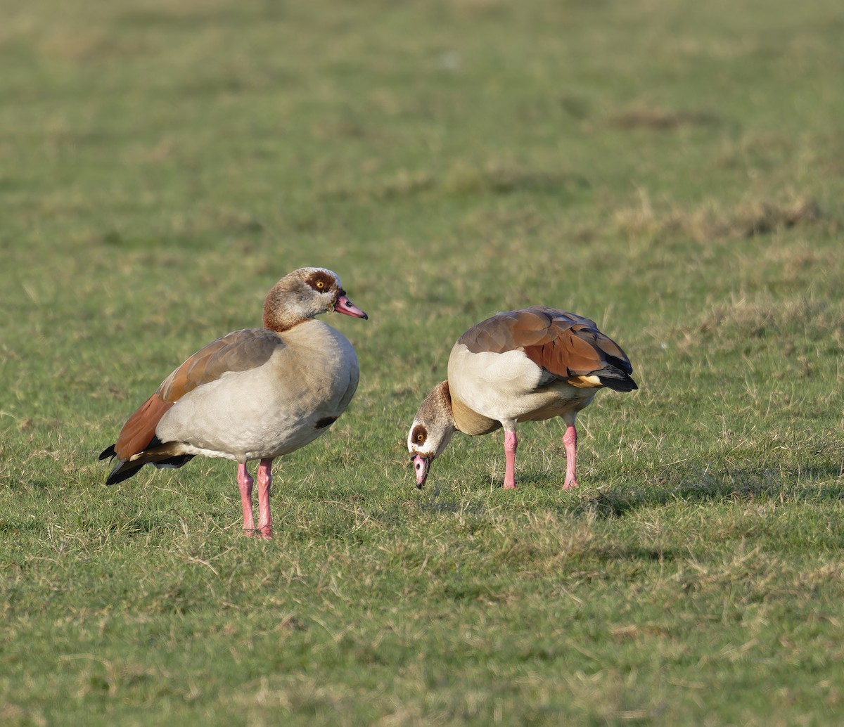 eBird Checklist - 11 Jan 2024 - Brading Marshes RSPB Reserve - 17 species