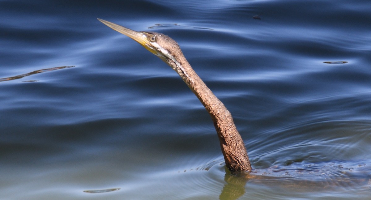 eBird Checklist - 31 Dec 2023 - Rufus River - 36 species