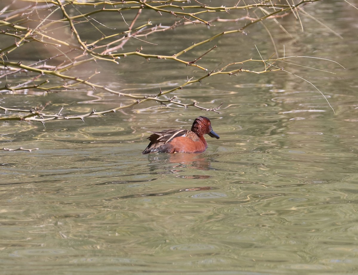 eBird Checklist - 10 Jan 2024 - Riparian Preserve at Gilbert Water ...