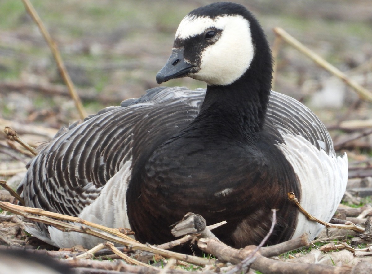 eBird Checklist - 5 Apr 2021 - stakeout Barnacle Goose - 7 species