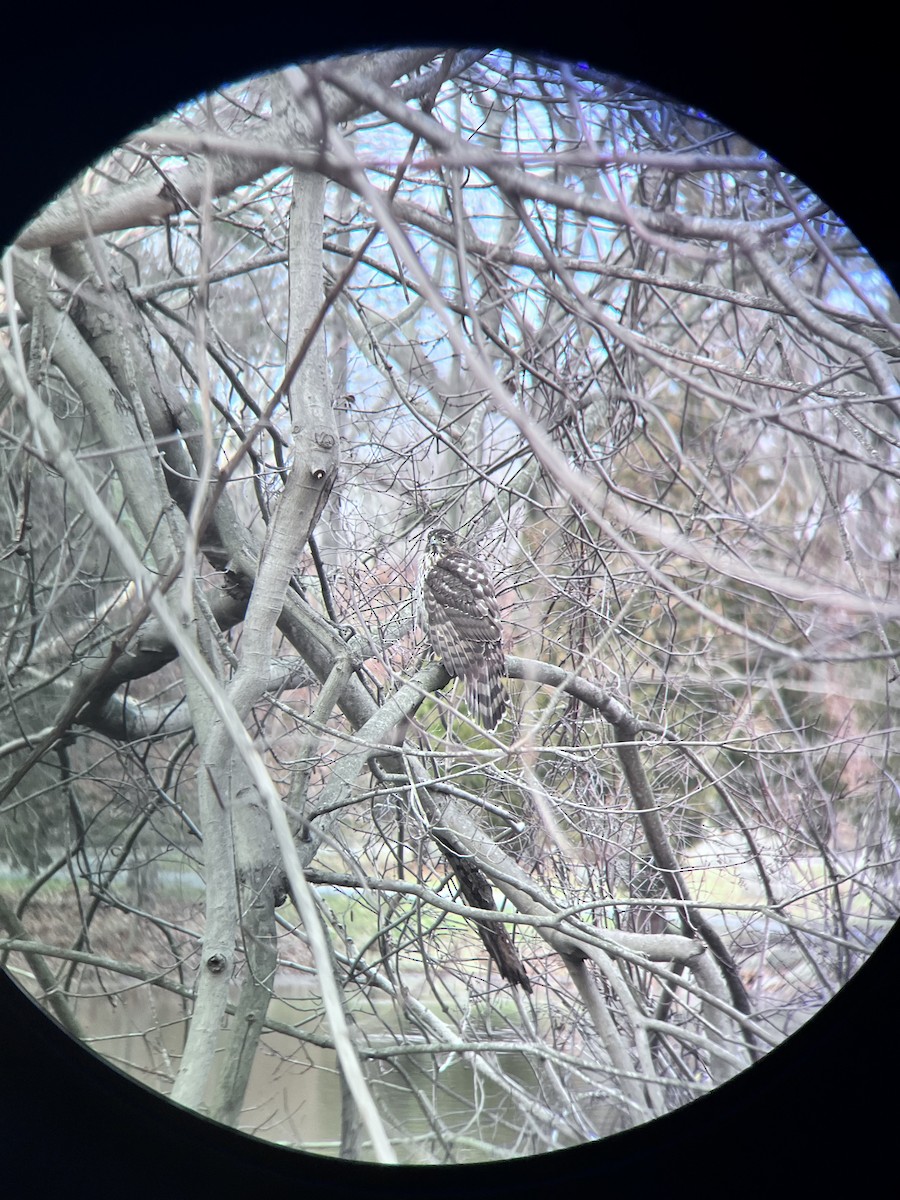 eBird Checklist - 10 Jan 2024 - North Burial Ground - 18 species