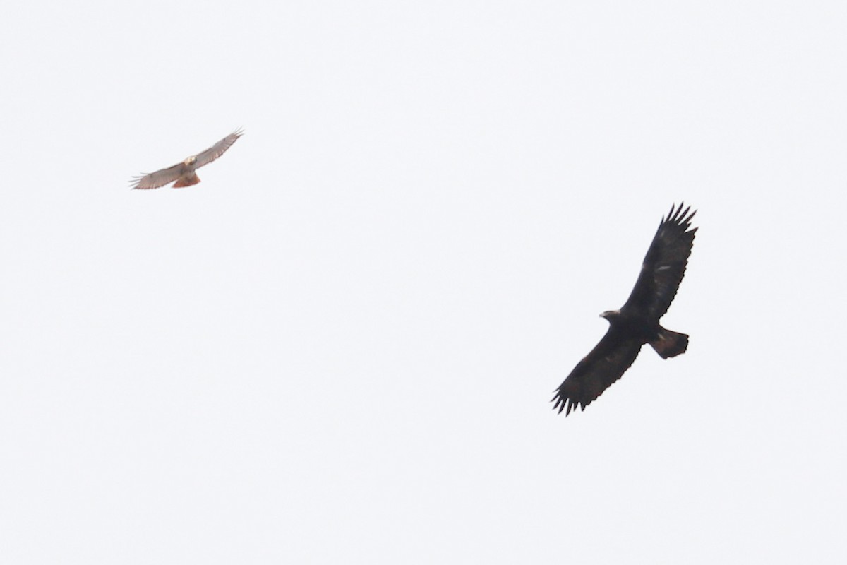 Pennsylvania Bird Atlas Checklist - 11 Jan 2024 - 399 Upper Georges ...