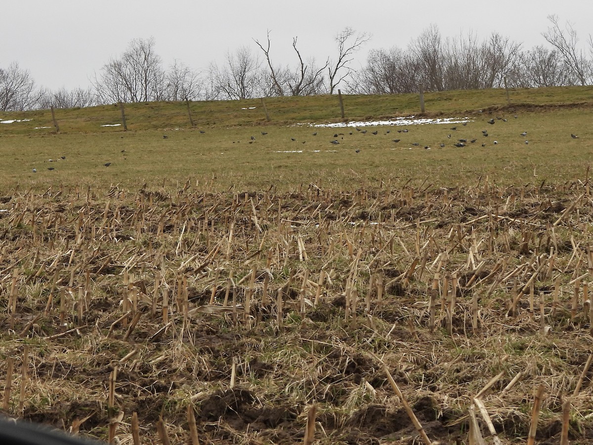 Pennsylvania Bird Atlas Checklist - 11 Jan 2024 - Harford CW, Colwell Farm, New Milford US-PA ...