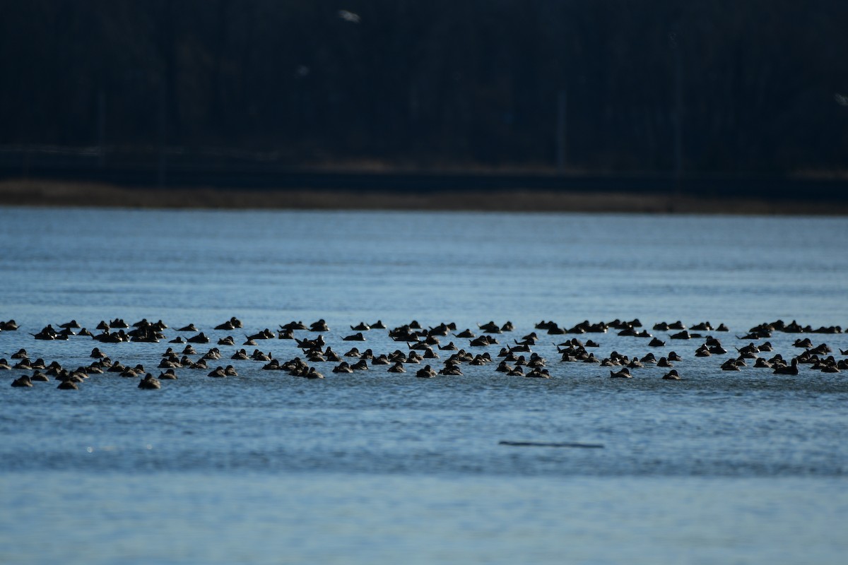 eBird Checklist - 11 Jan 2024 - Little Neck Bay, Cross Island Parkway ...
