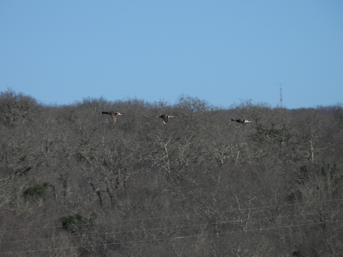 eBird Checklist - 11 Jan 2024 - Ponikve--Krk - 28 species
