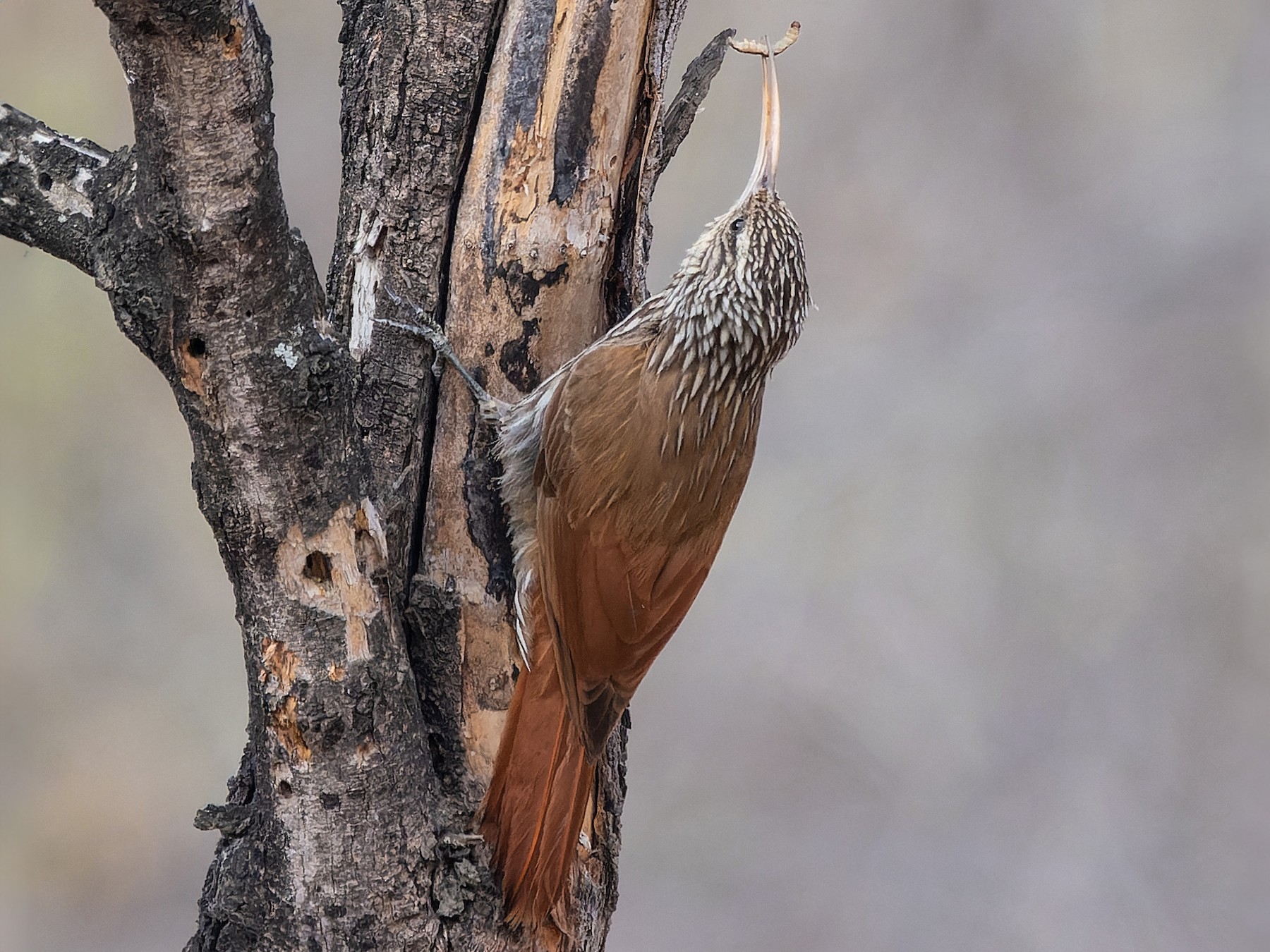 Trepatroncos Corona Rayada - eBird