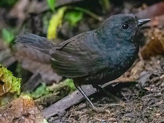 Long-tailed Tapaculo - eBird