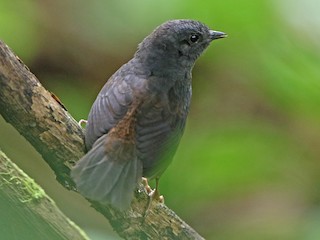 Long-tailed Tapaculo - eBird