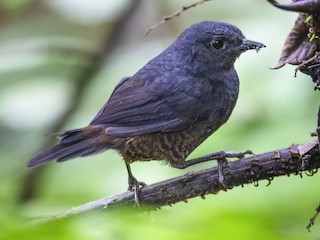 Long-tailed Tapaculo - eBird
