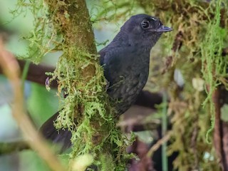 Long-tailed Tapaculo - eBird