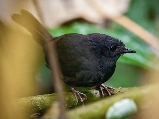 Long-tailed Tapaculo - eBird