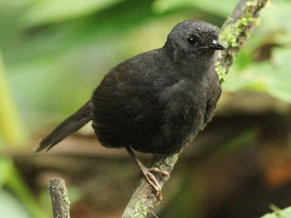 Long-tailed Tapaculo - eBird