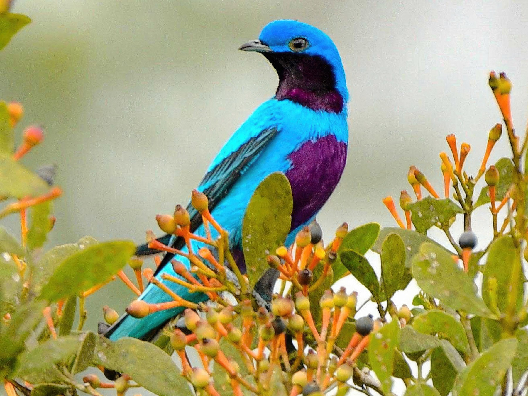 Lovely Cotinga - eBird