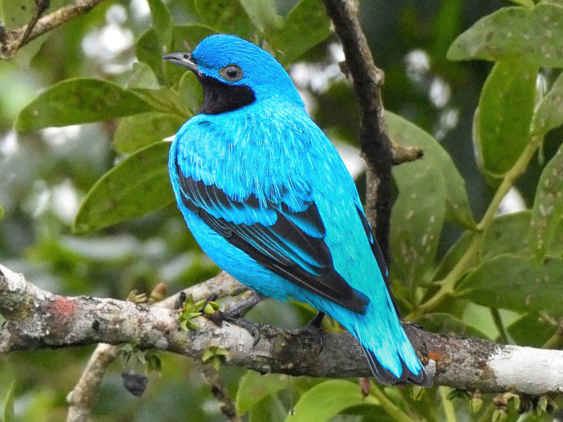 Lovely Cotinga - eBird