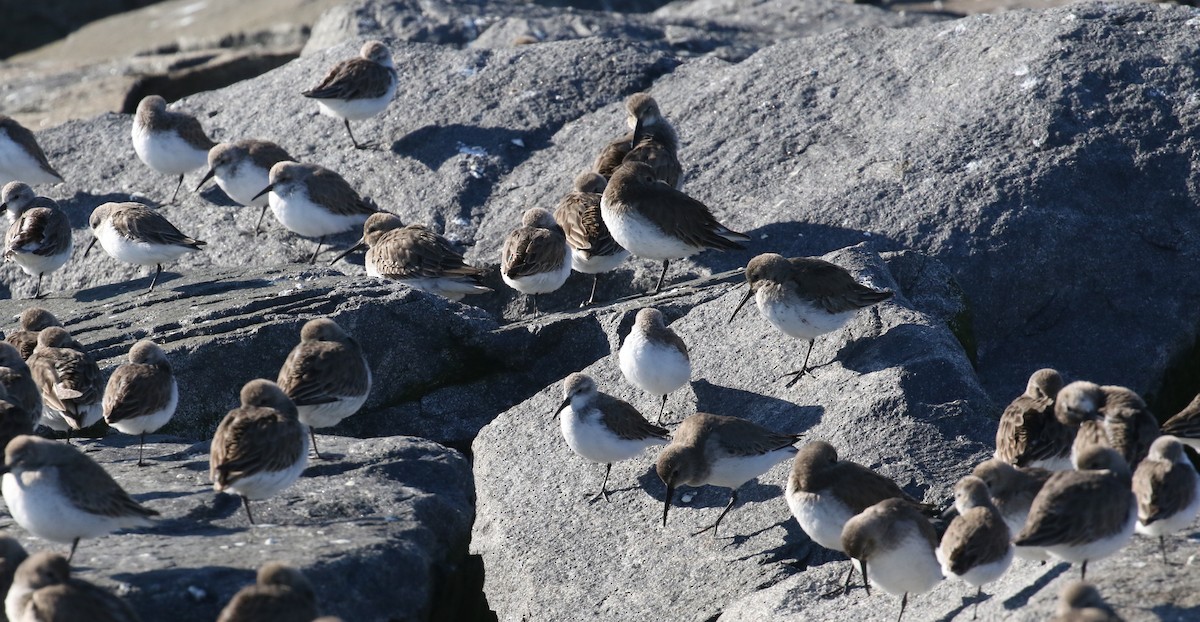 New Jersey eBird Checklist - 11 Jan 2024 - Reeds Beach Rd - 14 species