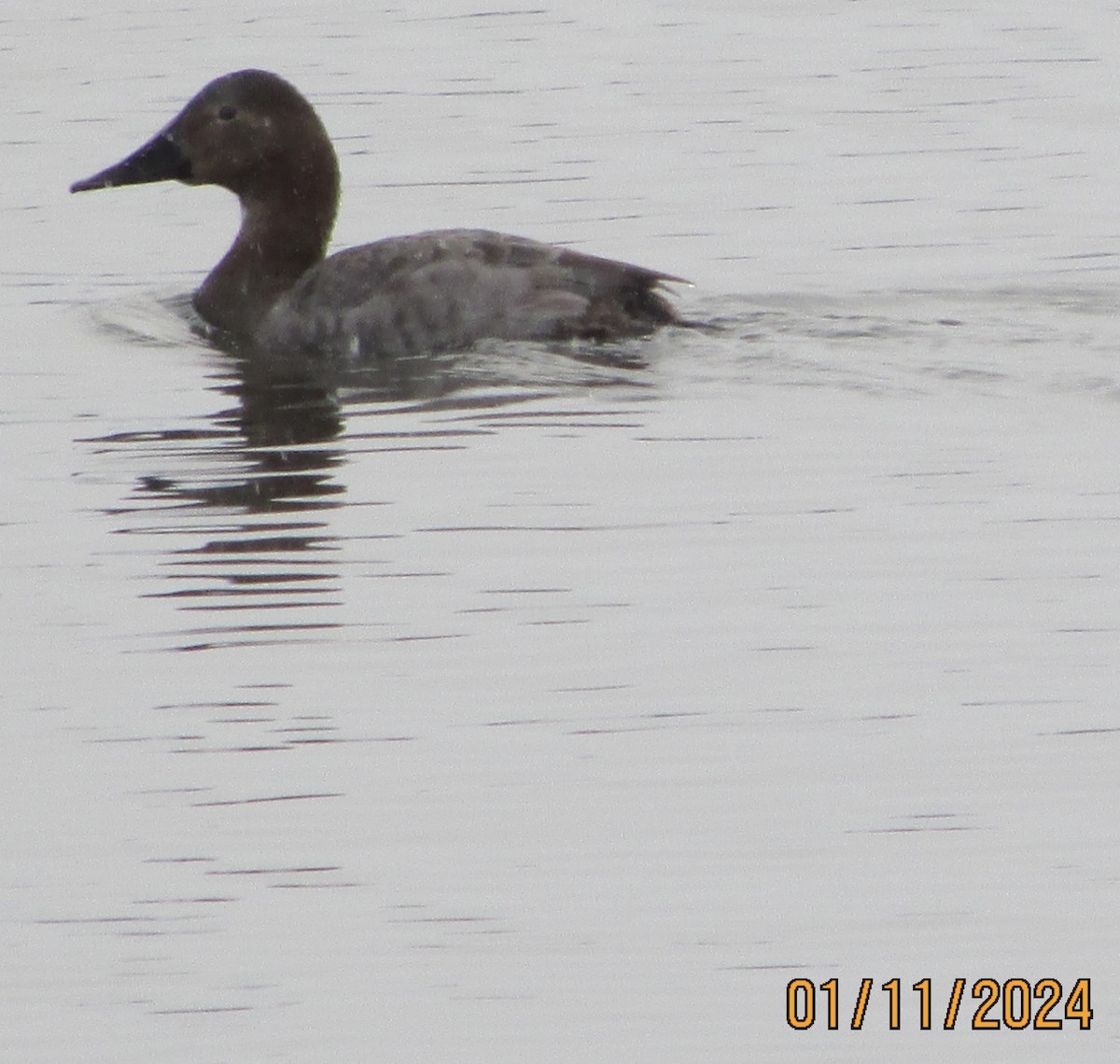Mass Audubon eBird Checklist - 11 Jan 2024 - Harrisville Harbor - 11 ...