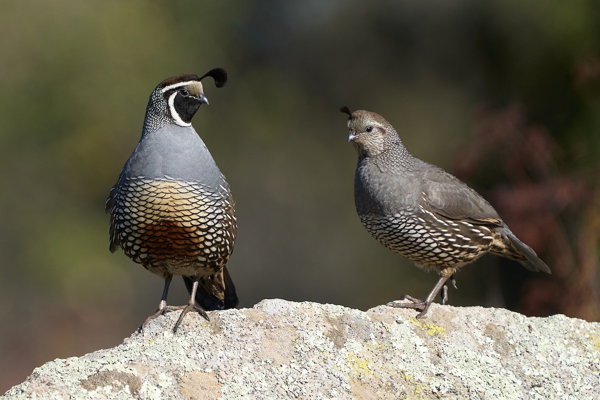 ML613389088 - California Quail - Macaulay Library