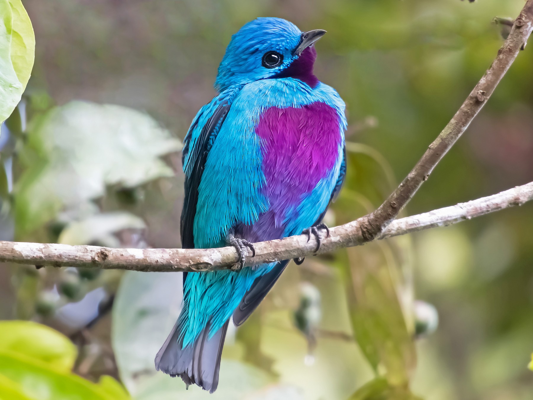 Turquoise Cotinga - eBird