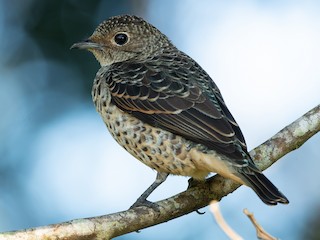 Turquoise Cotinga - eBird