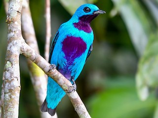 Turquoise Cotinga - eBird