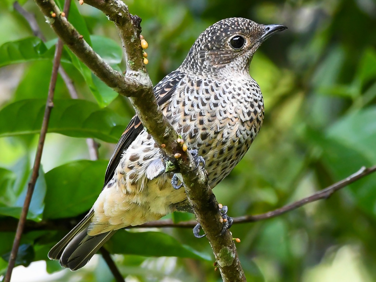 Turquoise Cotinga - eBird