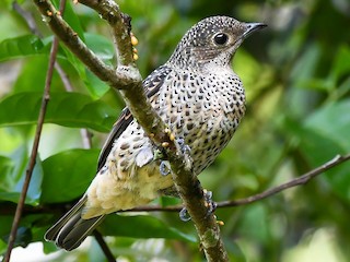 Turquoise Cotinga - eBird