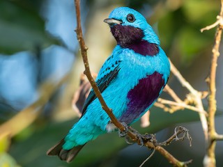 Turquoise Cotinga - eBird
