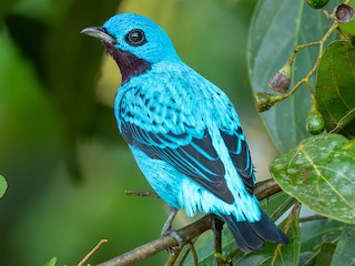 Turquoise Cotinga - eBird