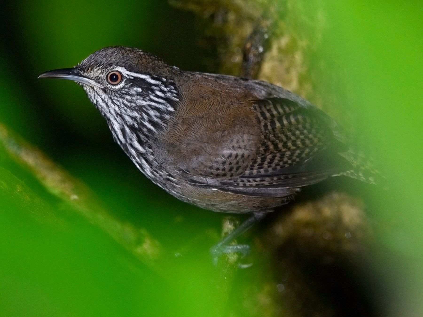 Stripe-breasted Wren - eBird
