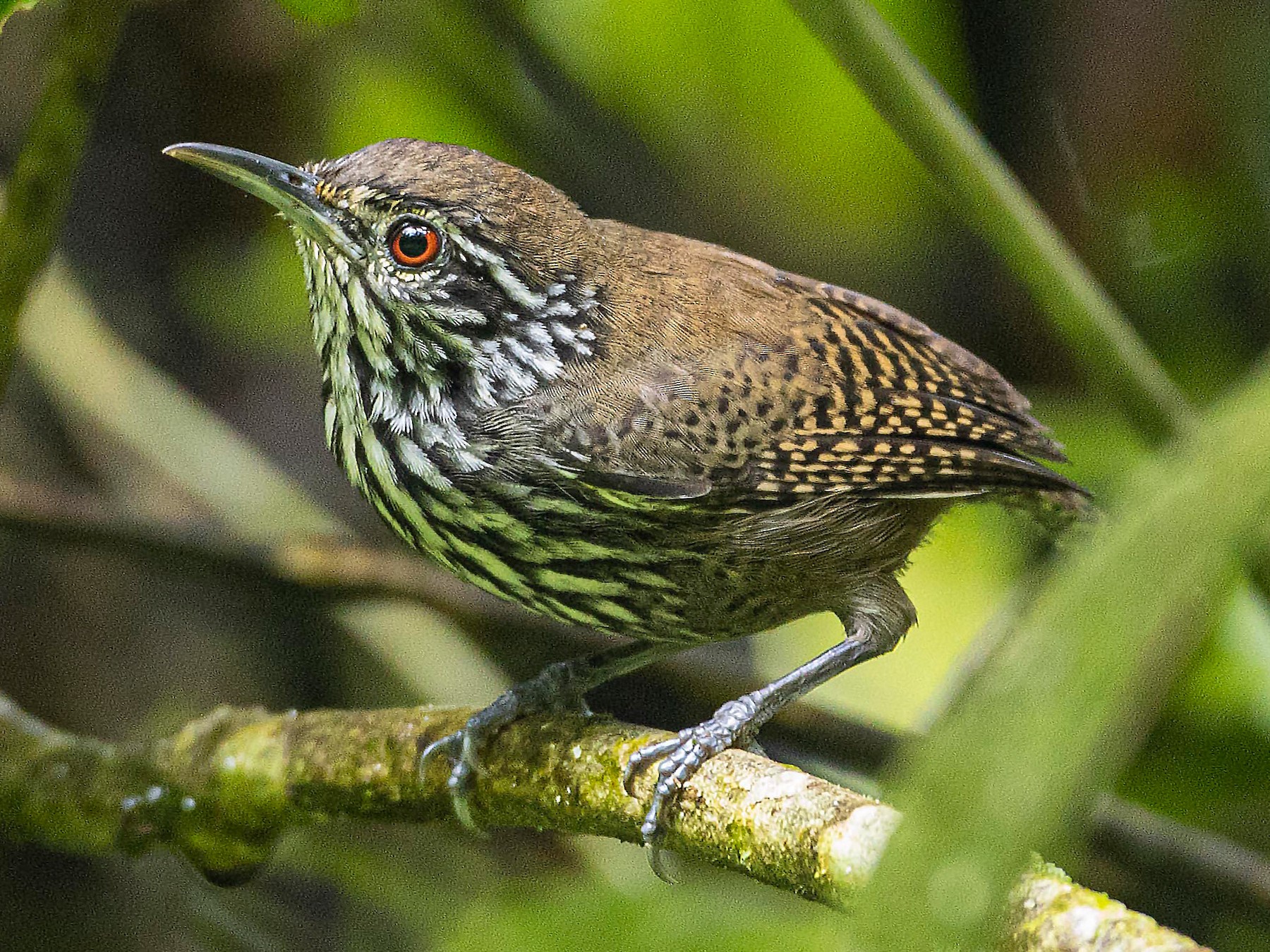 Stripe-breasted Wren - eBird