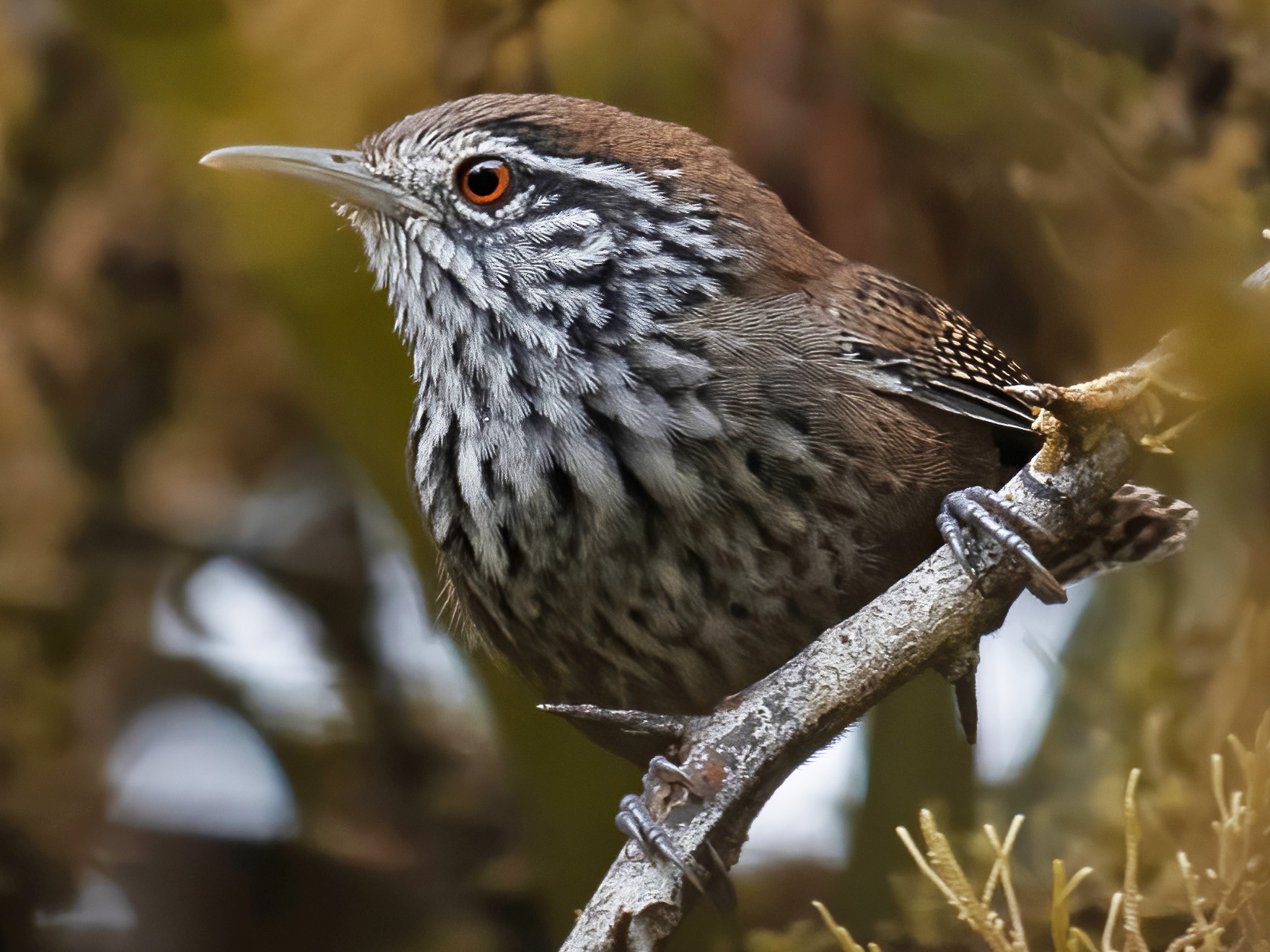 Stripe-breasted Wren - eBird