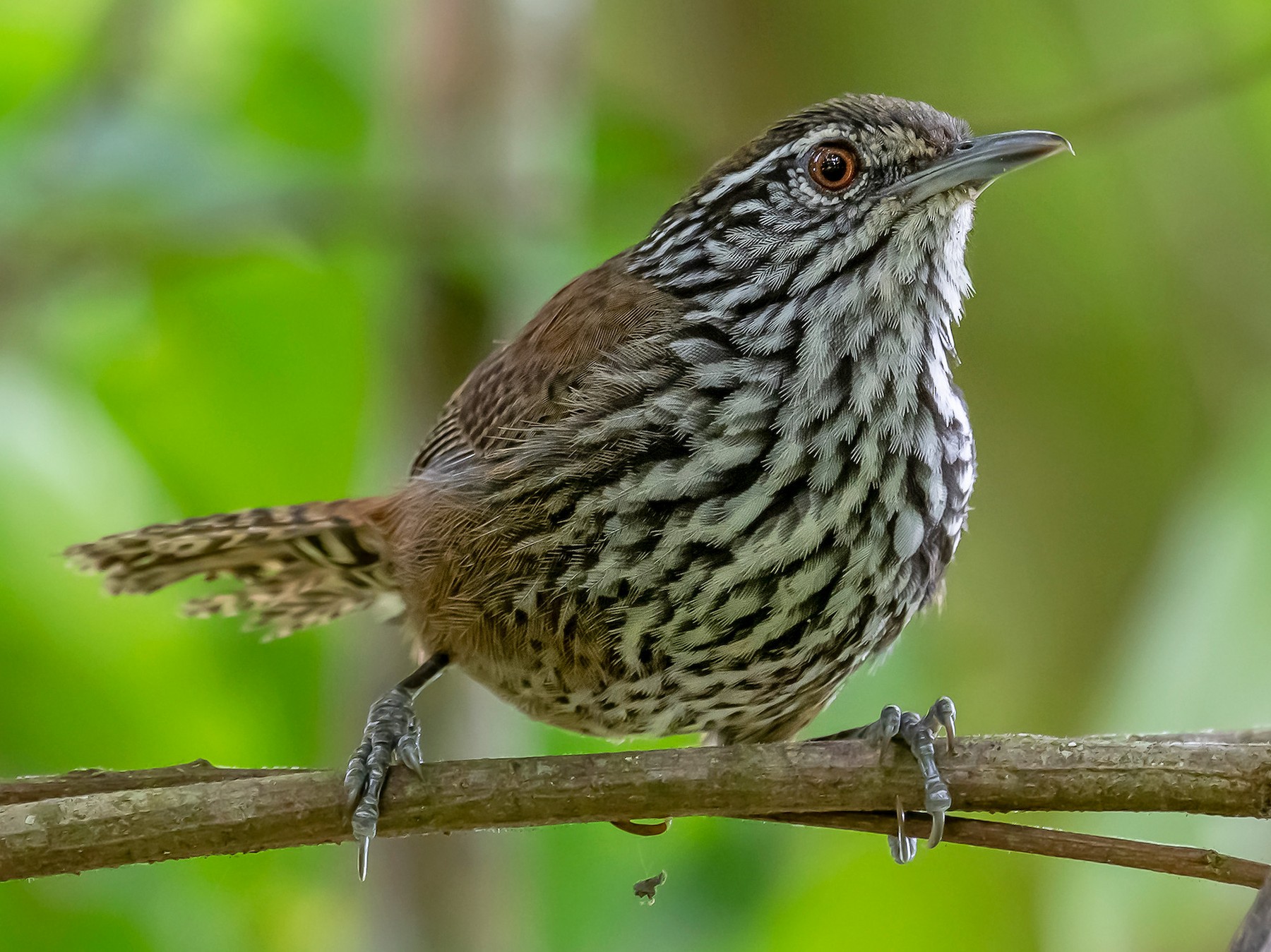 Stripe-breasted Wren - eBird