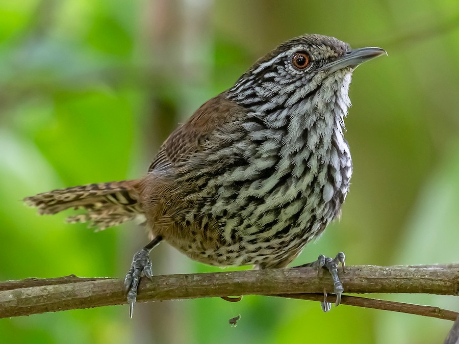 Stripe-breasted Wren - eBird