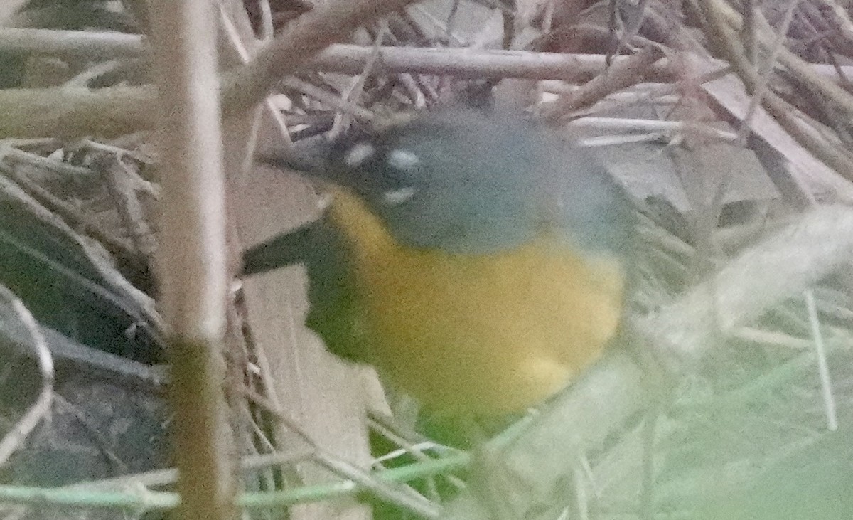 eBird Checklist - 11 Jan 2024 - Univ. of Texas, RGV (Brownsville ...