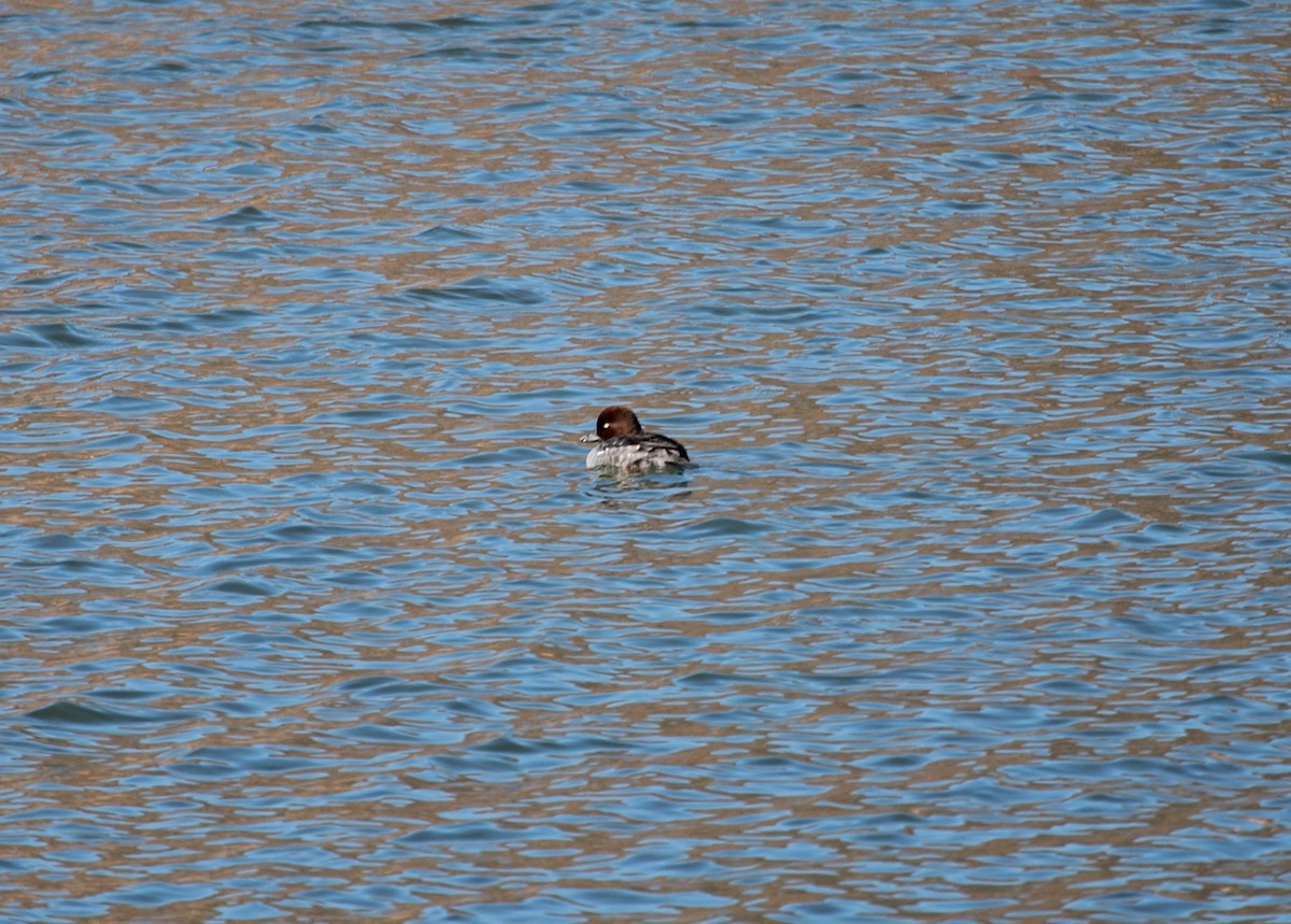 eBird Checklist - 11 Jan 2024 - Quarry Lake - 13 species