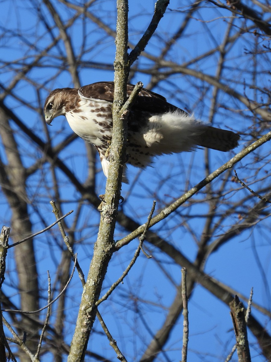Pennsylvania Bird Atlas Checklist - 11 Jan 2024 - Mountain Rd, Newville US-PA 40.15297, -77. ...