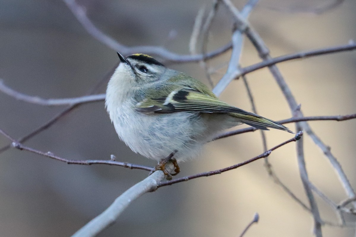 Pennsylvania Bird Atlas Checklist - 11 Jan 2024 - Colyer Lake Recreation Area - 22 species
