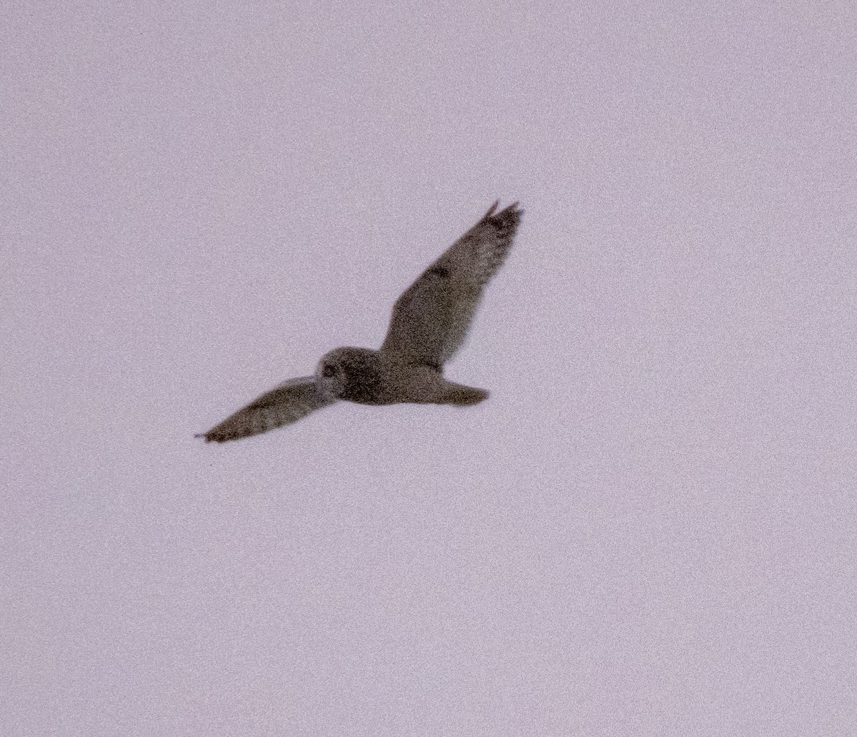 eBird Checklist - 11 Jan 2024 - Plum Rd., Ft. Edward - 3 species