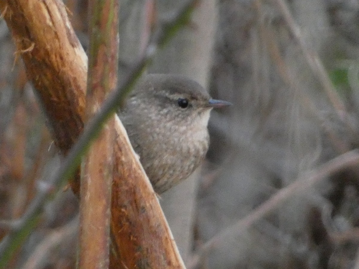 Pennsylvania Bird Atlas Checklist - 11 Jan 2024 - Van Emmans Ponds - 11 species