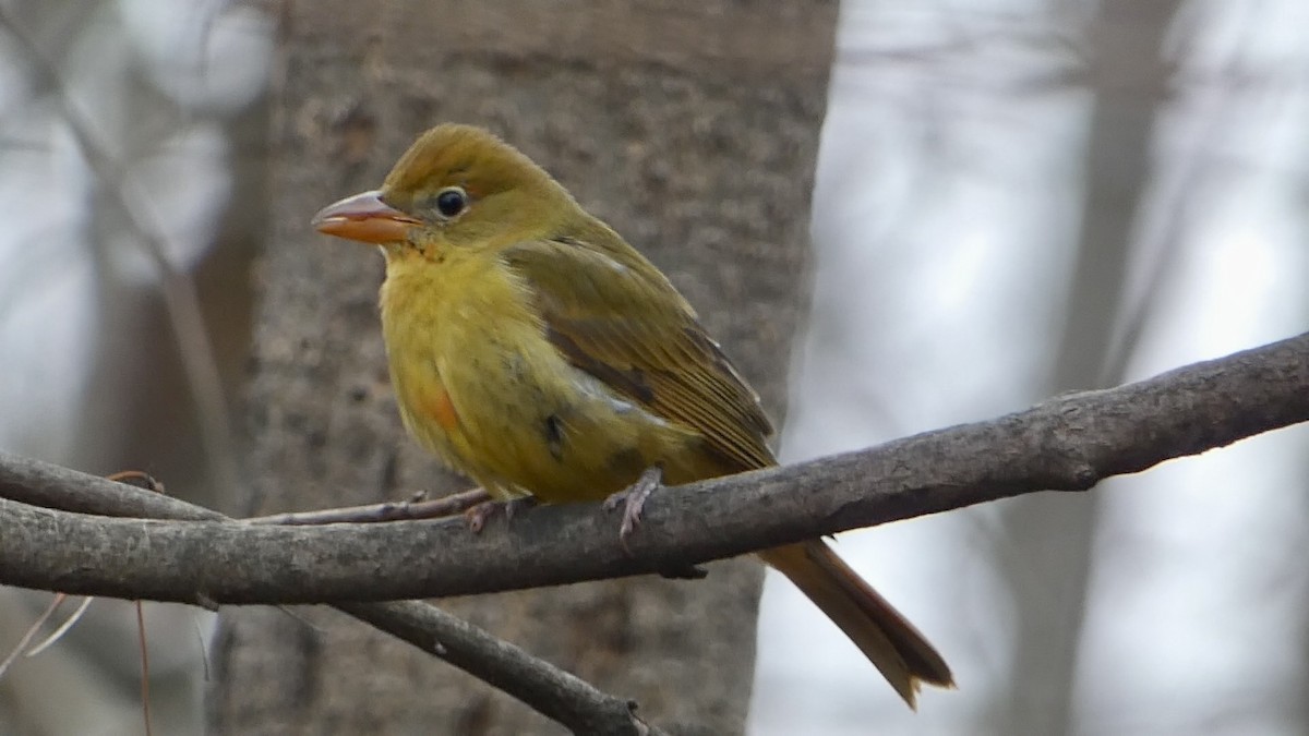 Pennsylvania Bird Atlas Checklist - 11 Jan 2024 - stakeout Summer Tanager, Carol Dr., McMurray ...