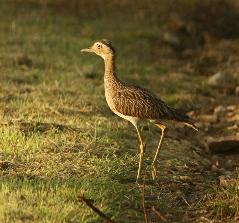 eBird Checklist - 11 Nov 2016 - PN Palo Verde (área general) - 63 ...