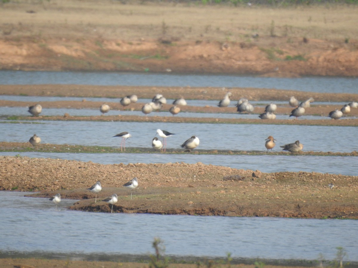 eBird Checklist - 7 Jan 2024 - Kondajji Kere - 45 species