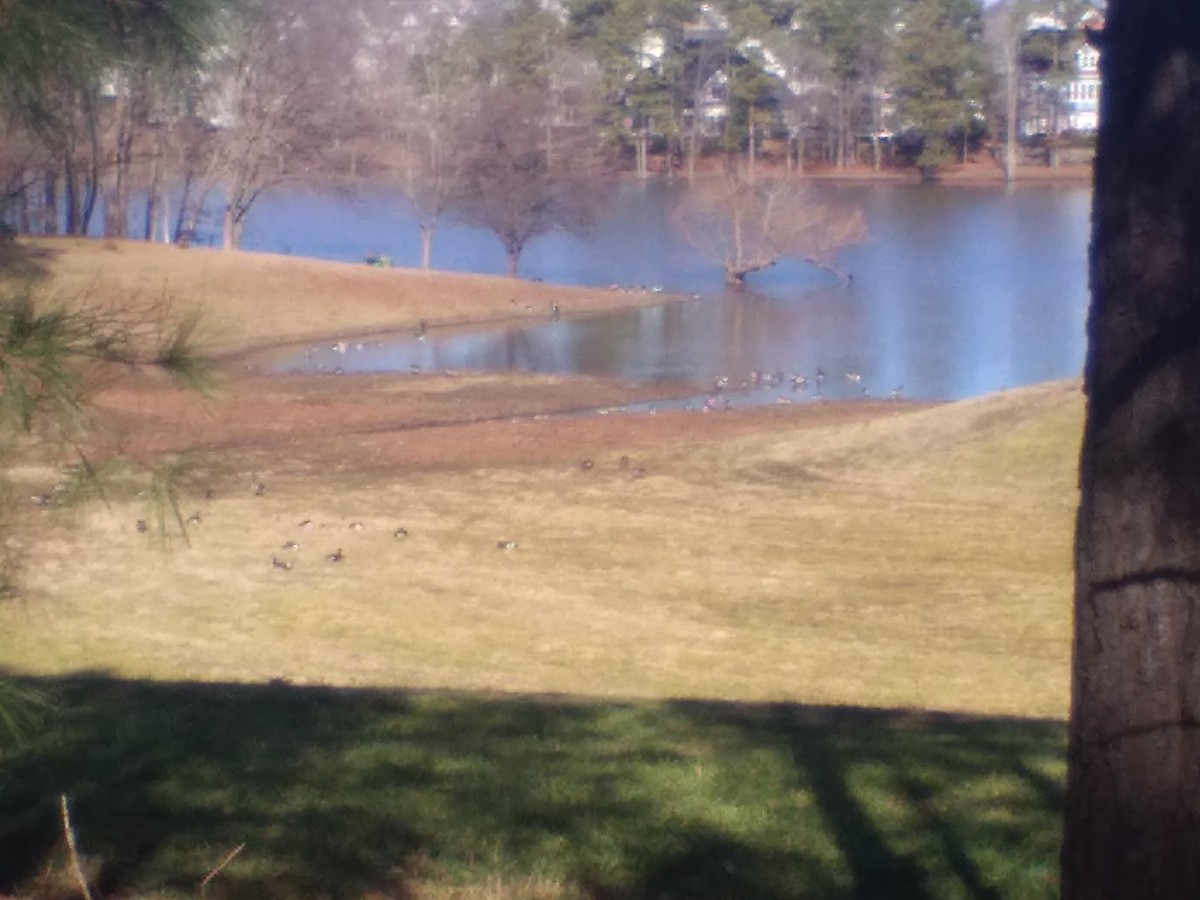 eBird Checklist - 11 Jan 2024 - Carpenter Lake area - 1 species