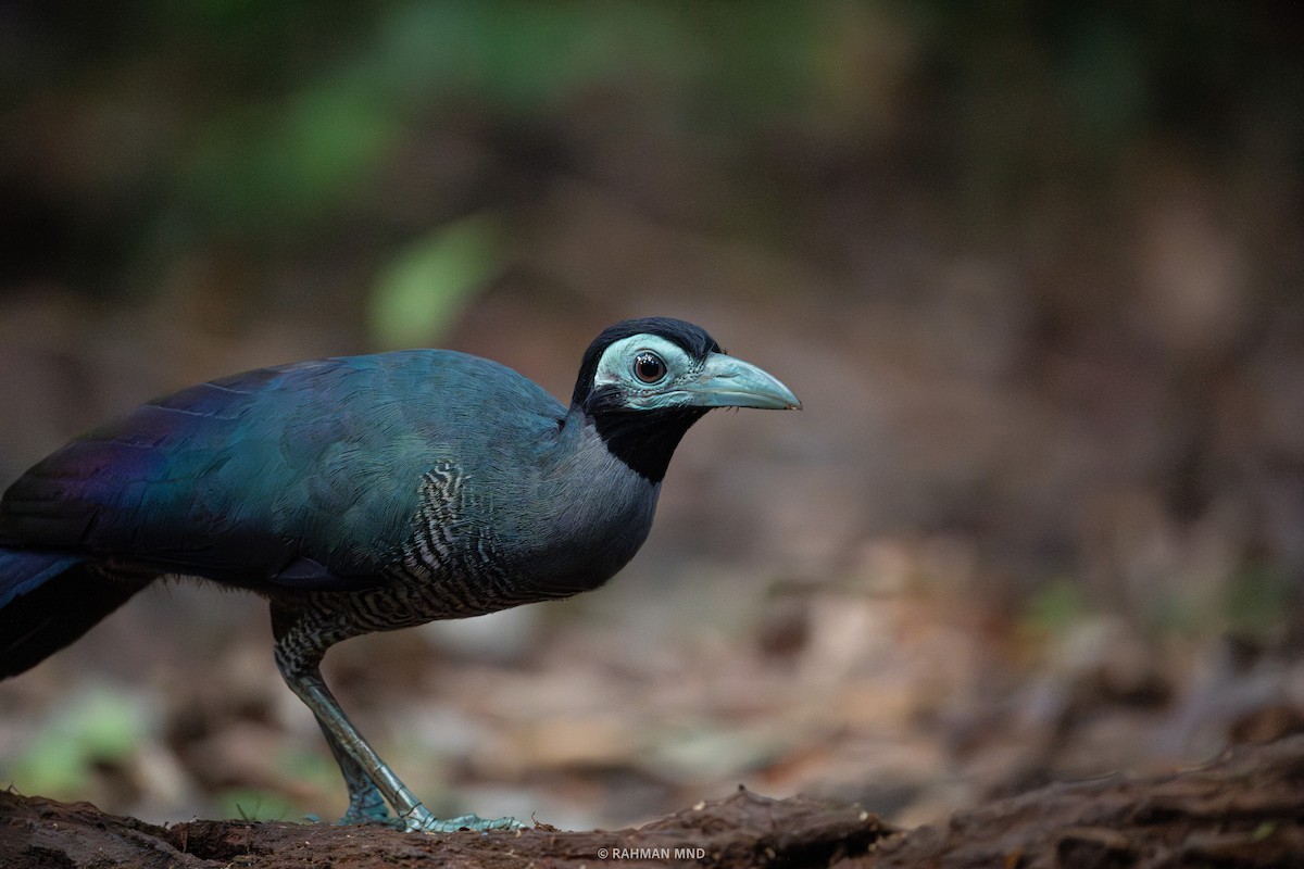 eBird Checklist - 12 Jan 2024 - Tabin - Tabin Rainforest Lodge - 18 species