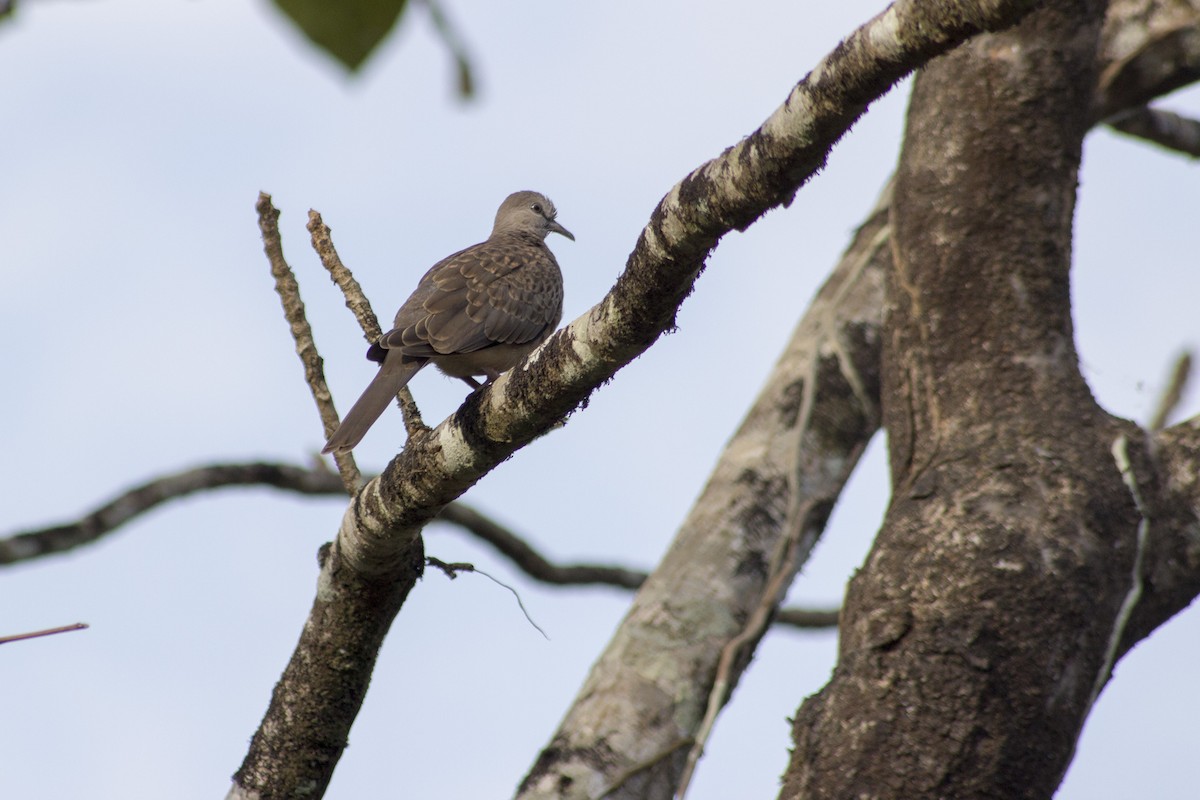 eBird India Checklist - 26 Jan 2017 - Ambegaon, Sawantwadi - 40 species