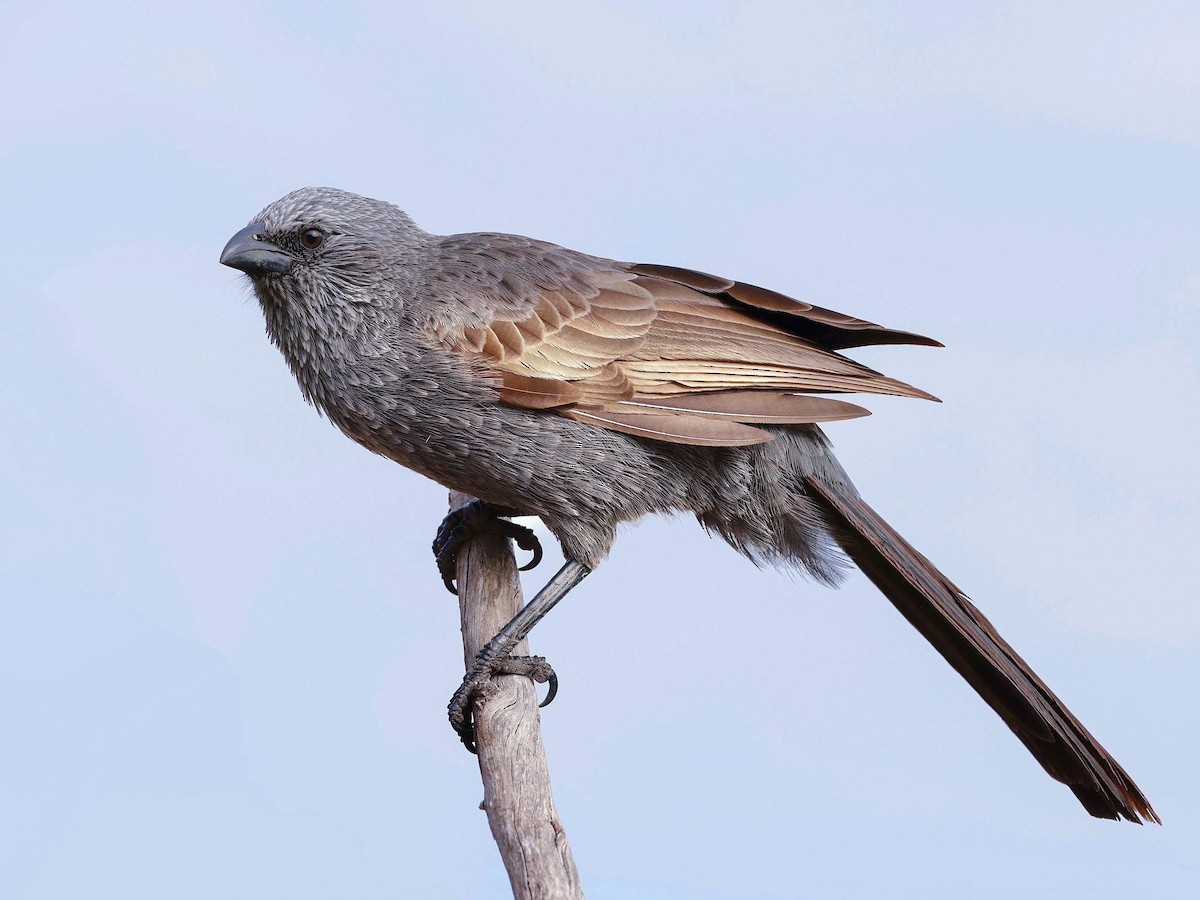 Apostlebird - Struthidea cinerea - Birds of the World