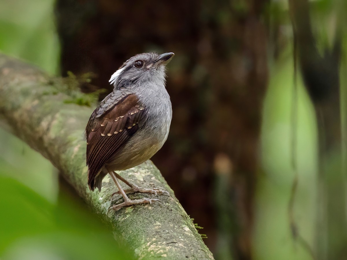 Ash-throated Gnateater - Conopophaga peruviana - Birds of the World
